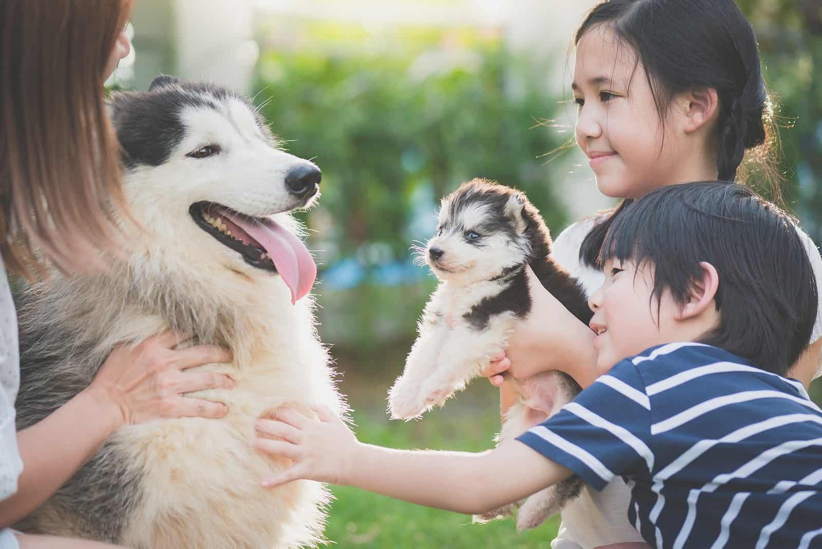 How to Introduce a New Pet